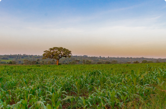 Land Soil Crop Hub Kenya - Land Soil Crop Hub